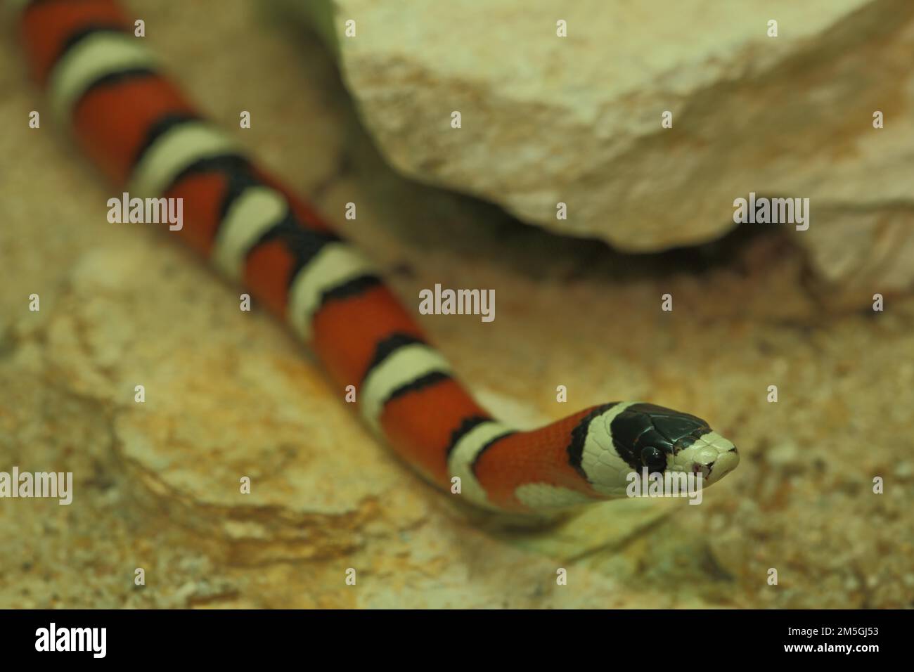 Serpent roi d'Arizona, rayé, serpent triangle (Lampropeltis pyromelana ...