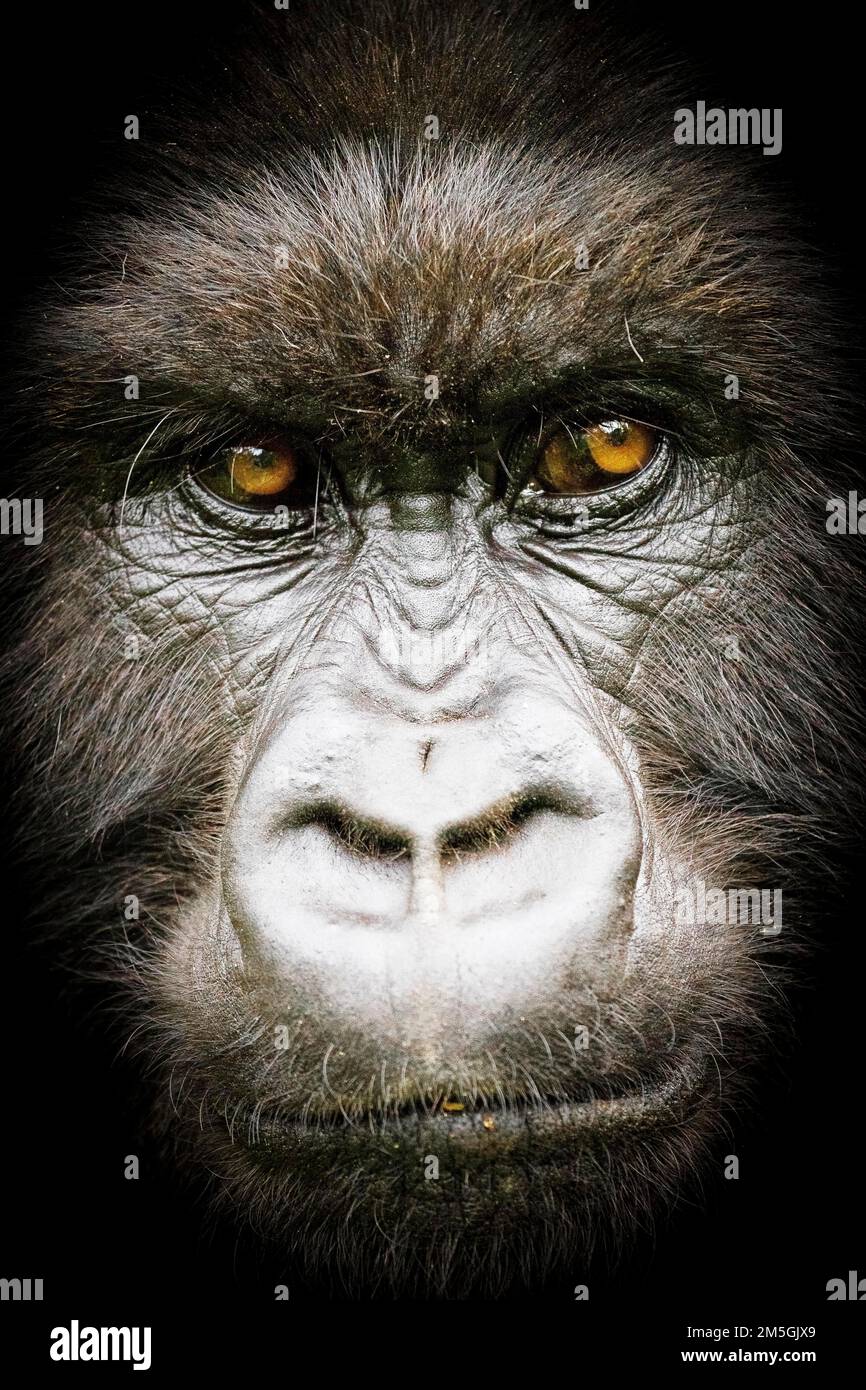 Gros plan sur la face d'un Gorilla de la montagne Silverback (Gorilla ...