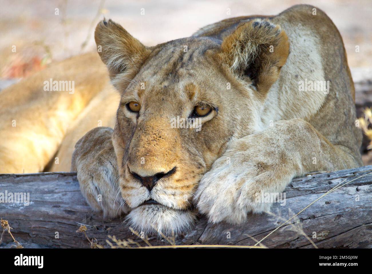 Gros plan de la face d'un lion femelle (Pantherus leo) regardant avec ...