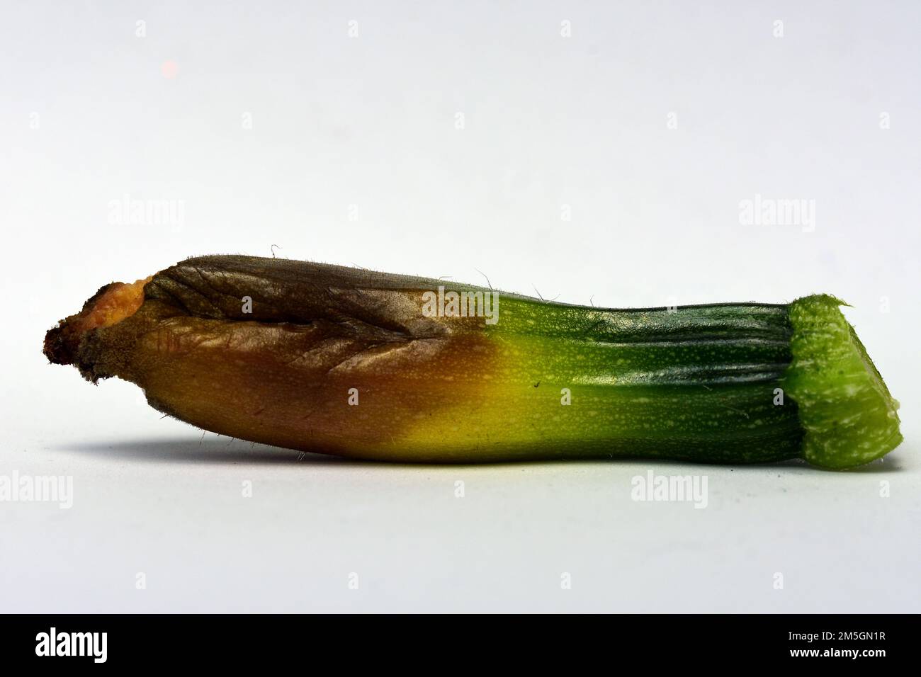Maladie de la courgette Banque de photographies et d’images à haute ...