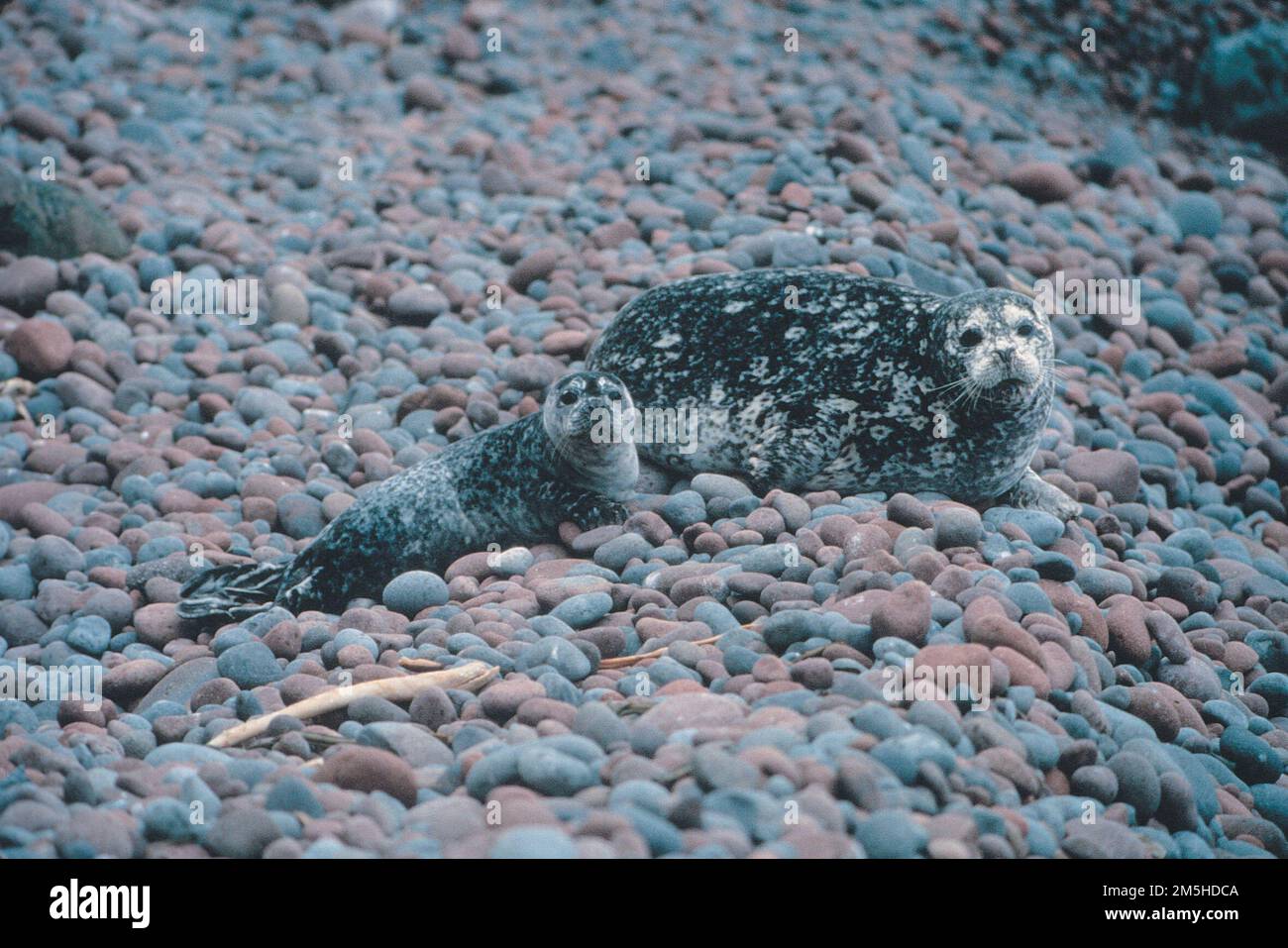 Buldir island Banque de photographies et d’images à haute résolution ...