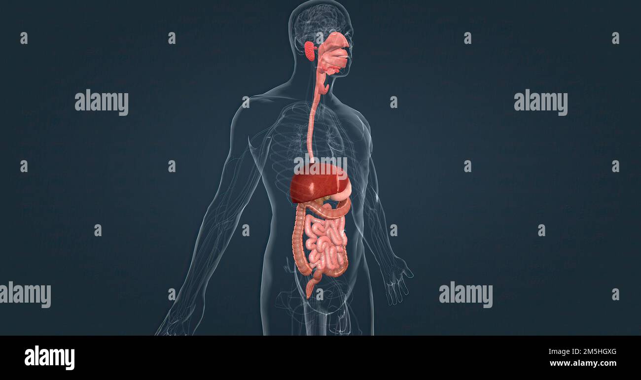 Le système digestif humain se compose du tractus gastro-intestinal et ...