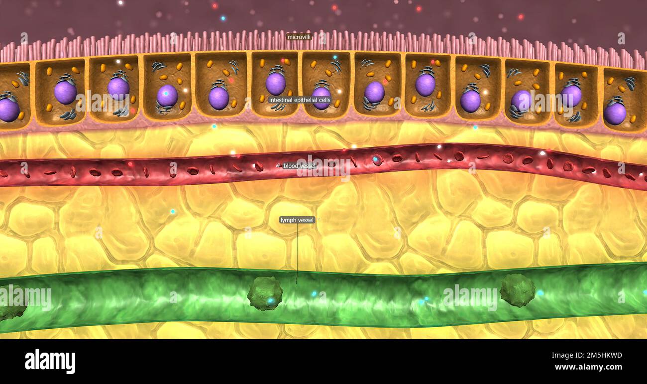Intestin grêle histologie Banque de photographies et d’images à haute ...