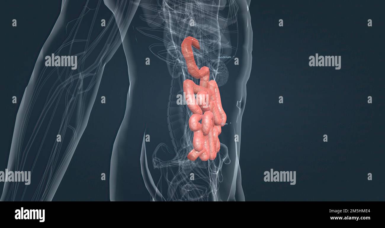 L'intestin grêle ou un organe dans le tractus gastro-intestinal où la ...
