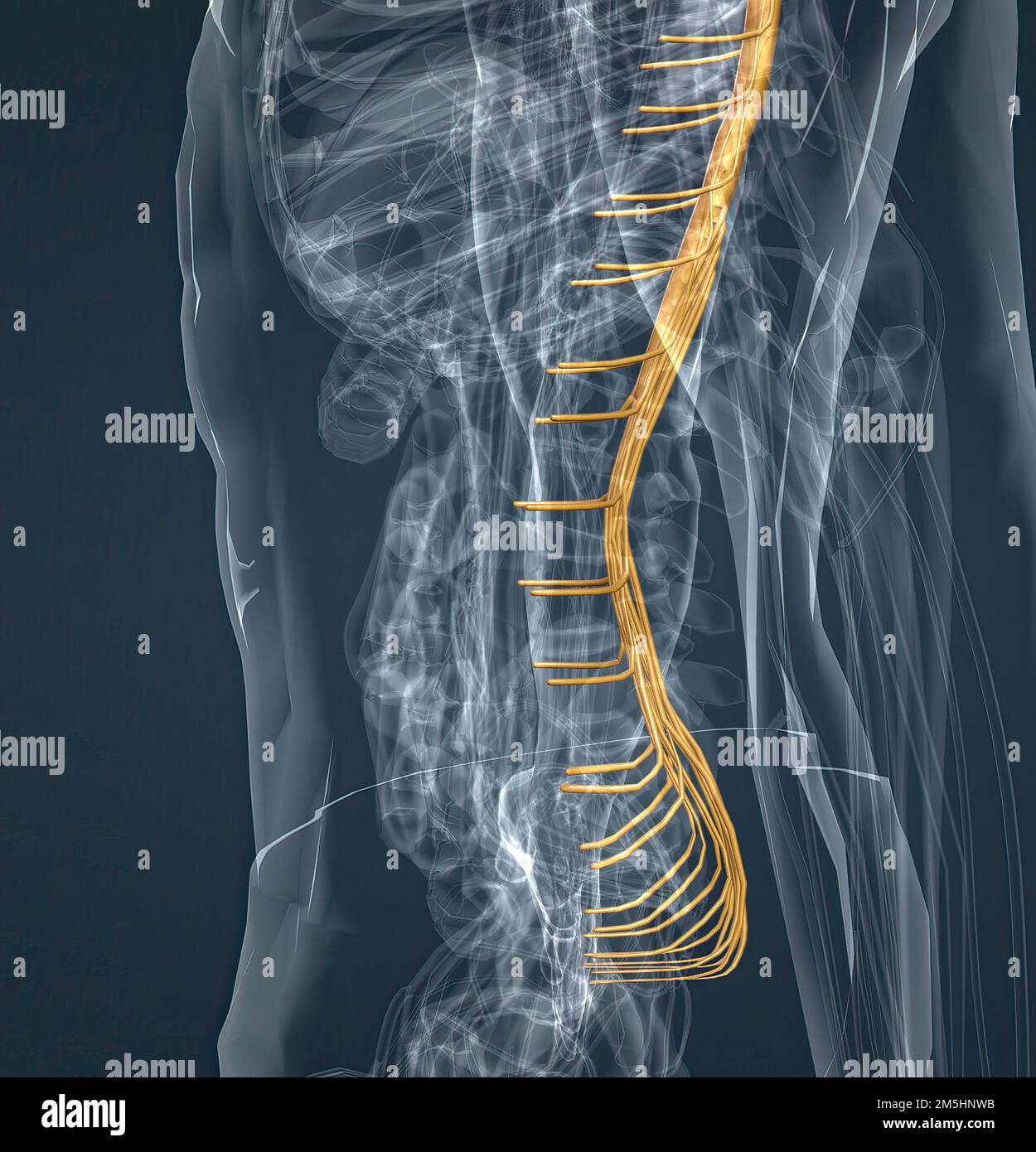 Columna vertebral y sistema nervioso Banque de photographies et d ...