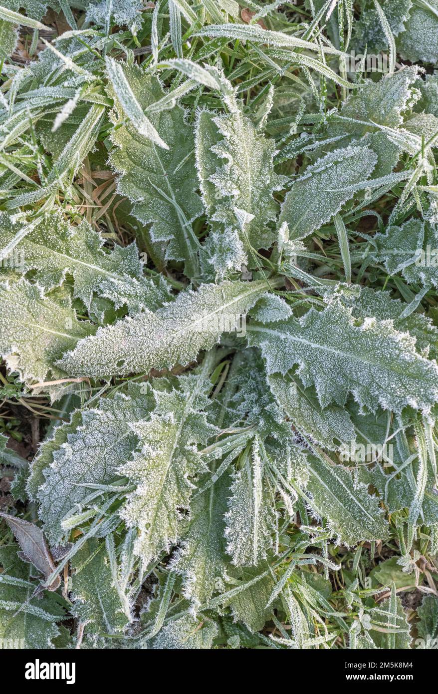 Gros plan de feuilles de chardon couvertes de gel / cristaux de glace ...