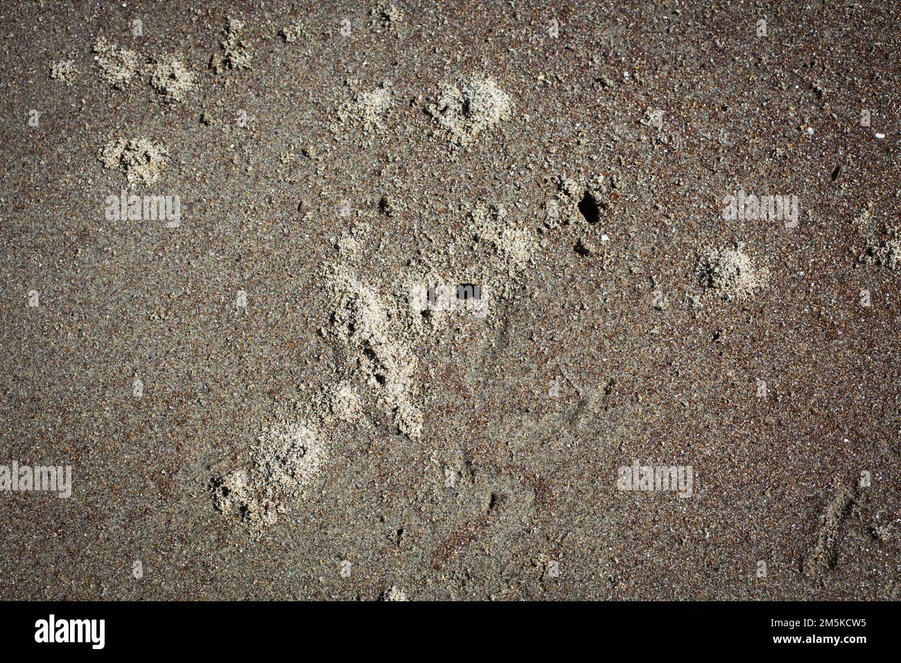 Puces de sable Banque de photographies et d’images à haute résolution ...