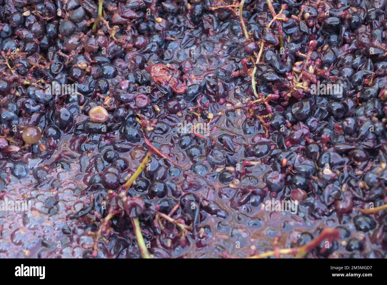 Le vin rouge dans le processus de fermentation concept - faire du vin ...