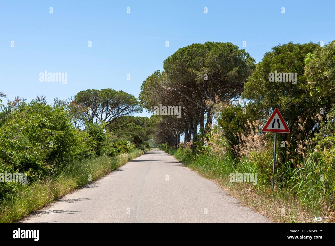 Strada del Mare dans le Parco Regionale della Maremma, Toscane, Italie ...