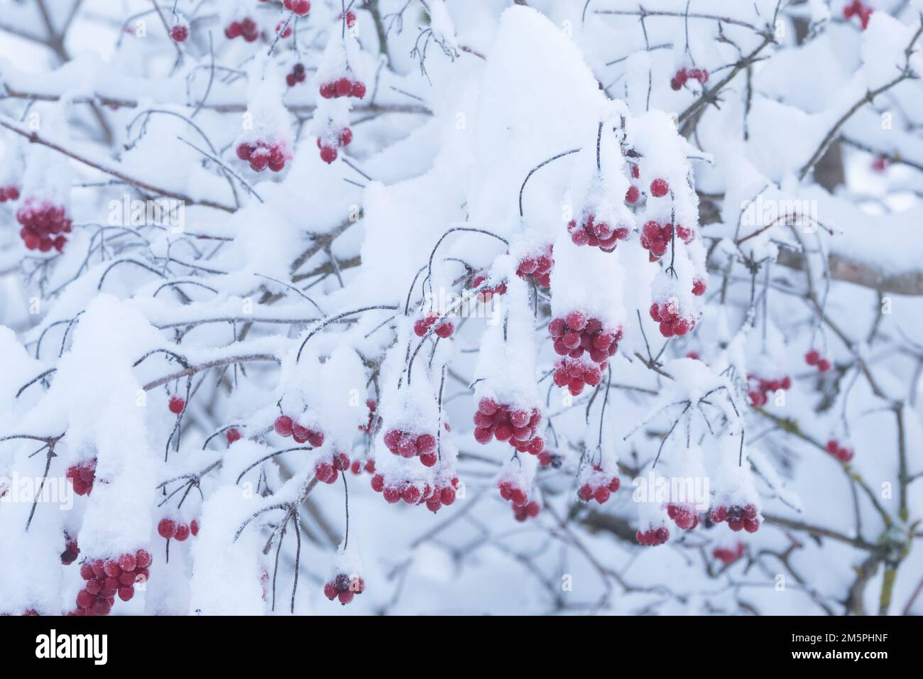 Baies rouges dans la neige Banque de photographies et d’images à haute ...