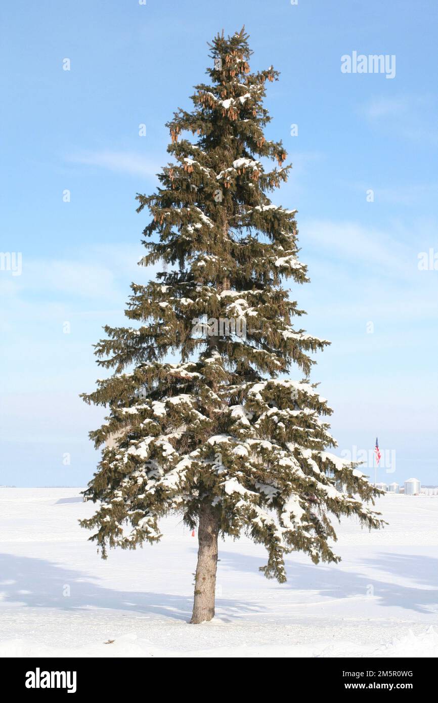 Un arbre vert recouvert de neige blanche en hiver. Cette photo a été ...