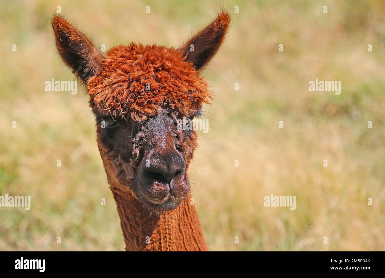 Lama femelle Banque de photographies et d’images à haute résolution - Alamy