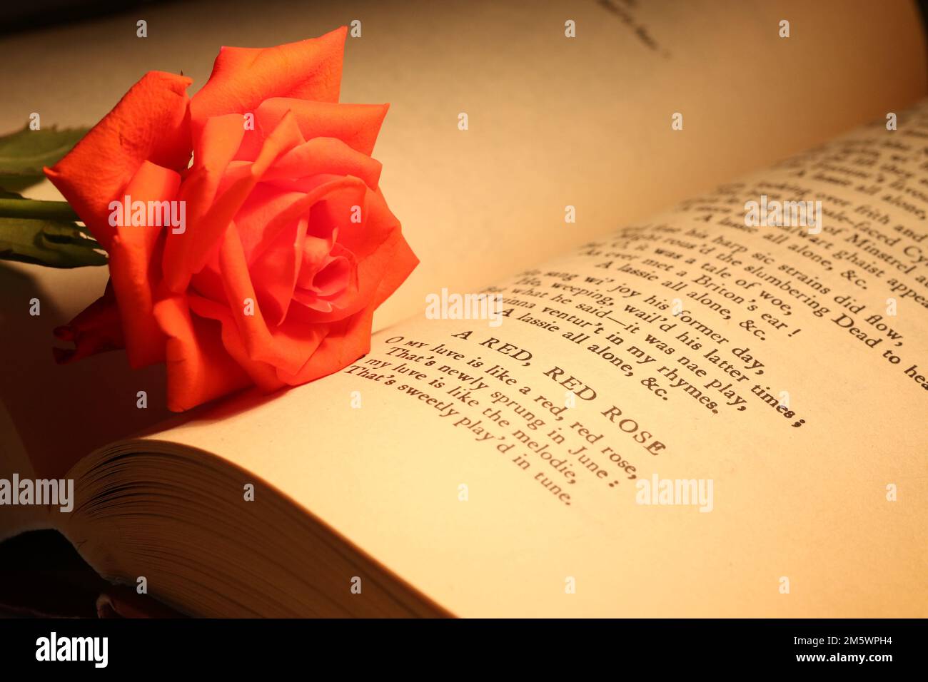 Livre Ouvert Avec Le Début Du Poème De Robert Burns A Red Rose Fleur Rose Rouge Sur La Page