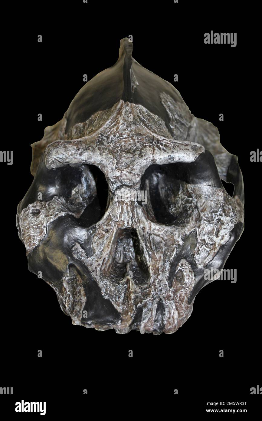 Paranthropus aethiopicus Banque de photographies et d’images à haute ...