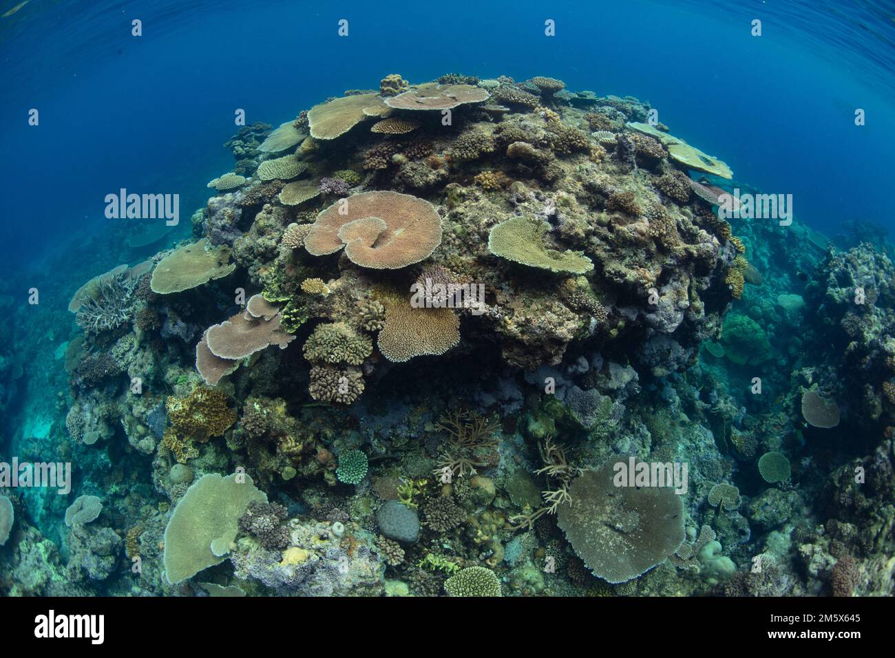 Un récif de corail composé d'une grande variété de coraux de ...