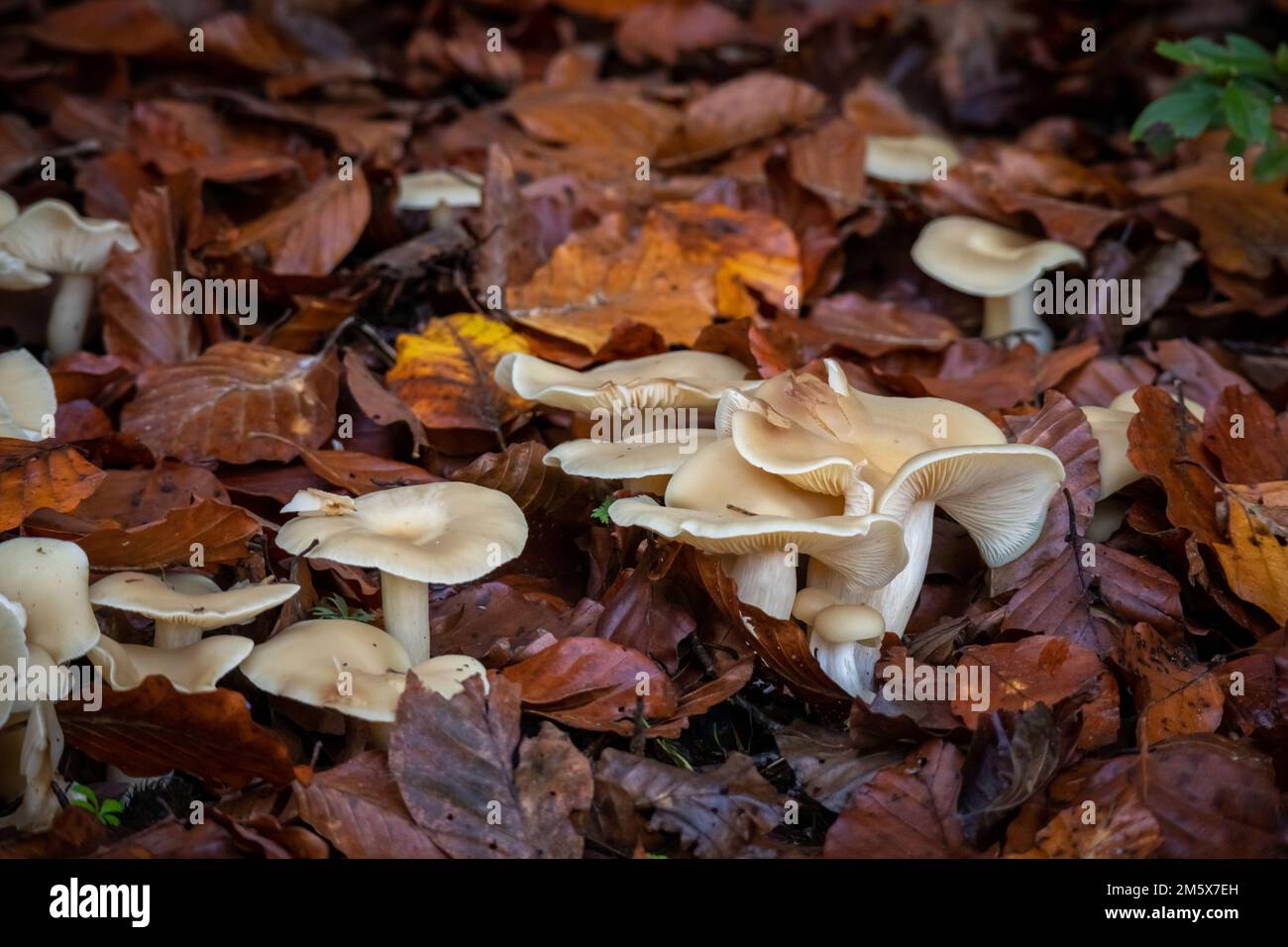 Champignons magiques de psilocybine en pleine forêt. Concept de composé ...