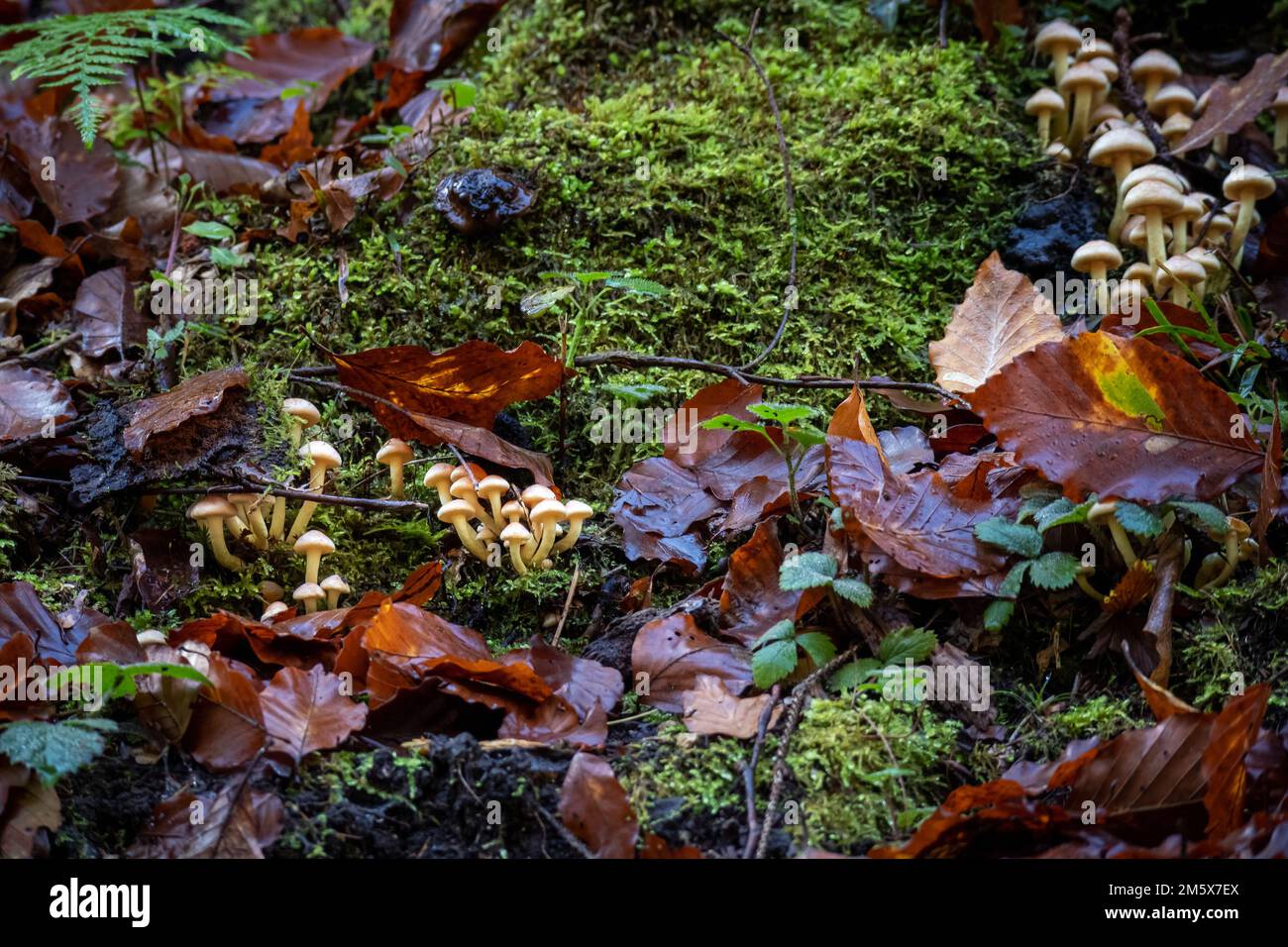 Champignons magiques de psilocybine en pleine forêt. Concept de composé ...