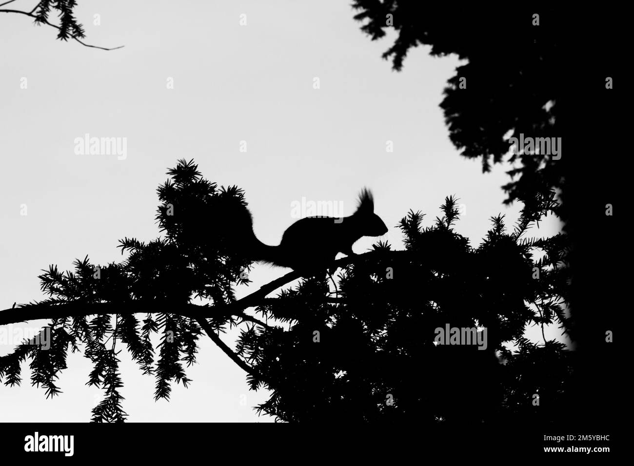 écureuil roux sur un arbre Banque d'images noir et blanc - Alamy