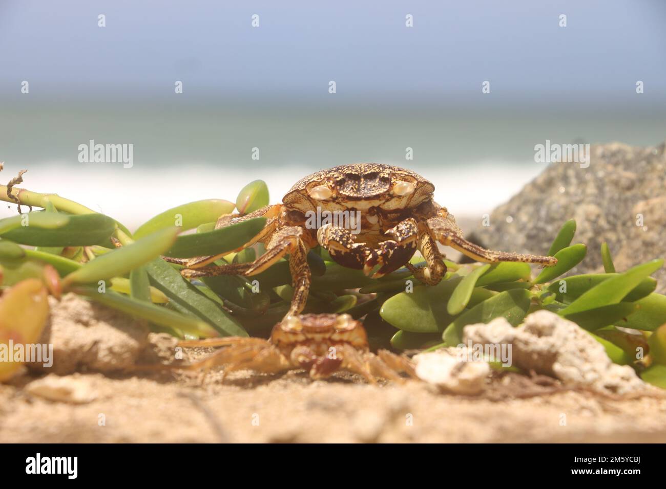Petit crabe sur la plage Banque de photographies et d’images à haute ...