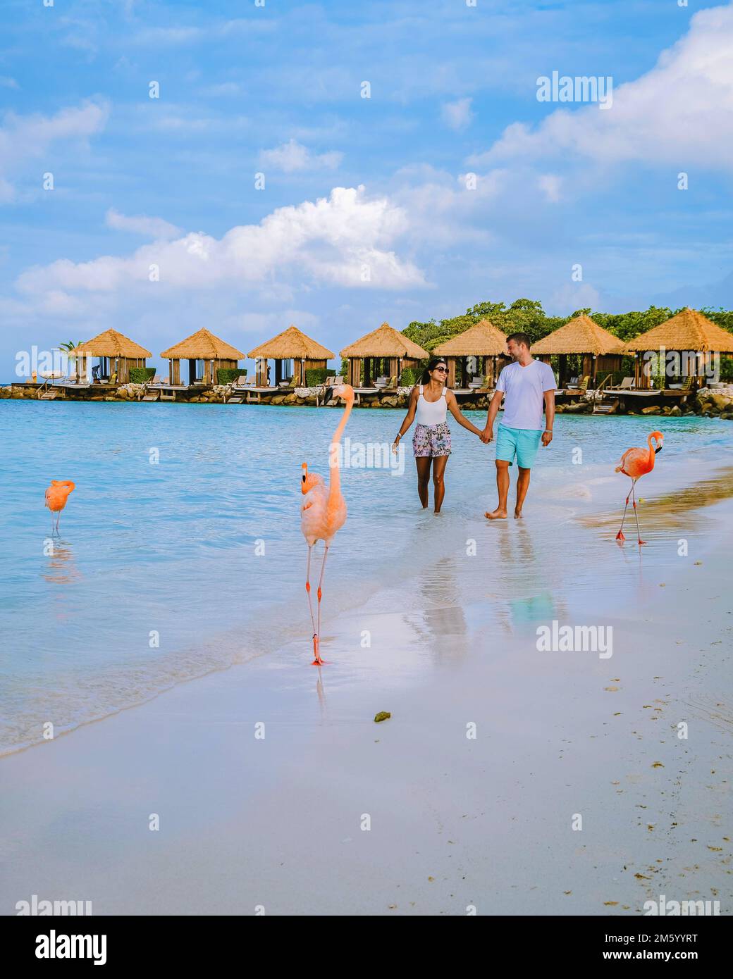 Plage d'Aruba avec flamants roses à la plage, flamants roses à la plage ...