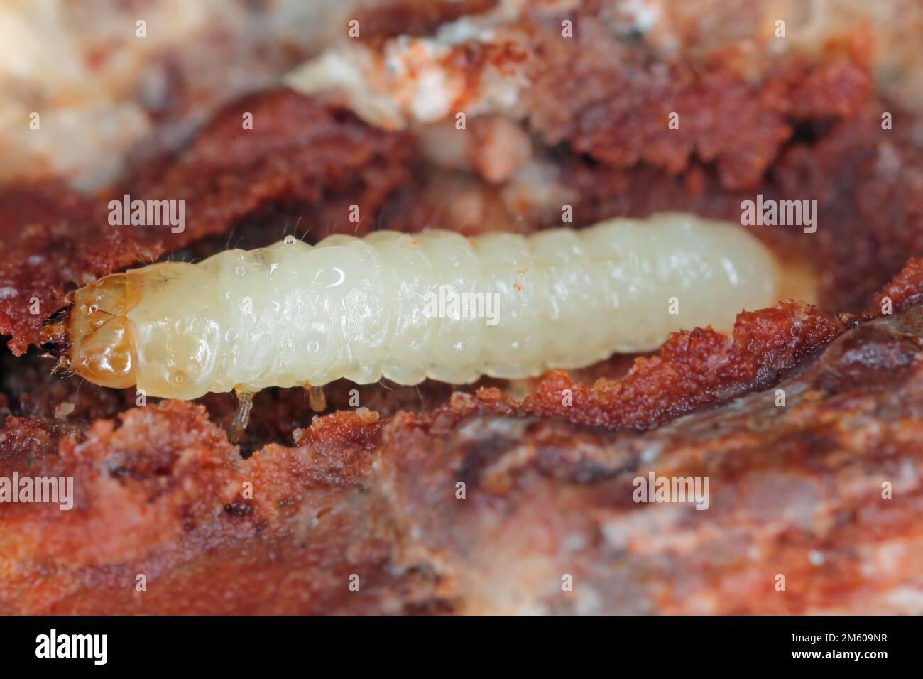 La larve d'un coléoptère de la famille des chèvres, Cerambycidae ...