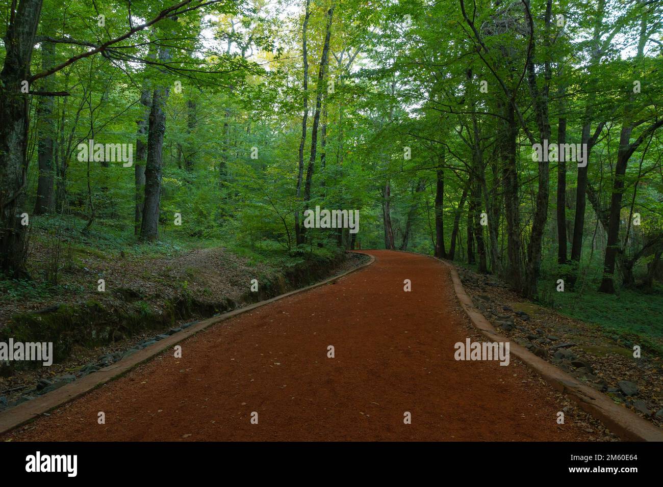 Sentier de jogging Buyukbent de la forêt de Belgrad à Istanbul. Piste ...