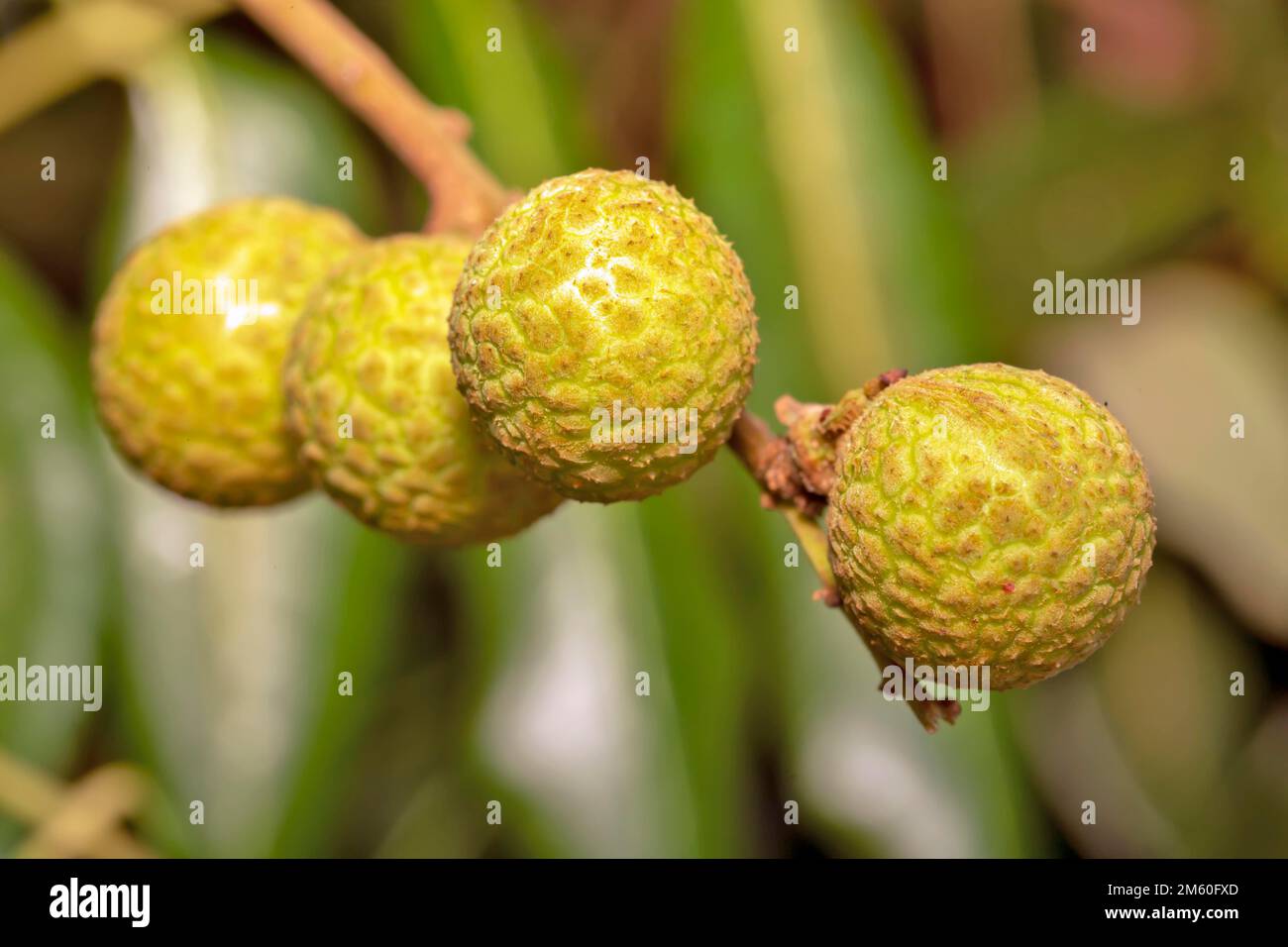 Doux longane Banque de photographies et d’images à haute résolution - Alamy