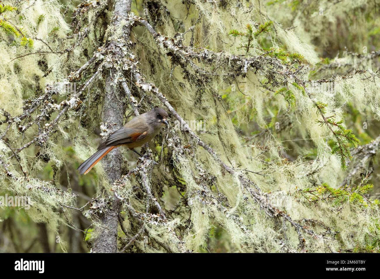 geai de Sibérie perché dans une forêt de taïga couverte de lichen barbu ...