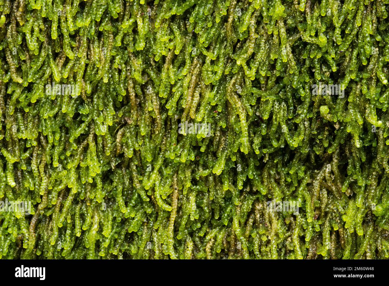 Woodland species Banque de photographies et d’images à haute résolution ...