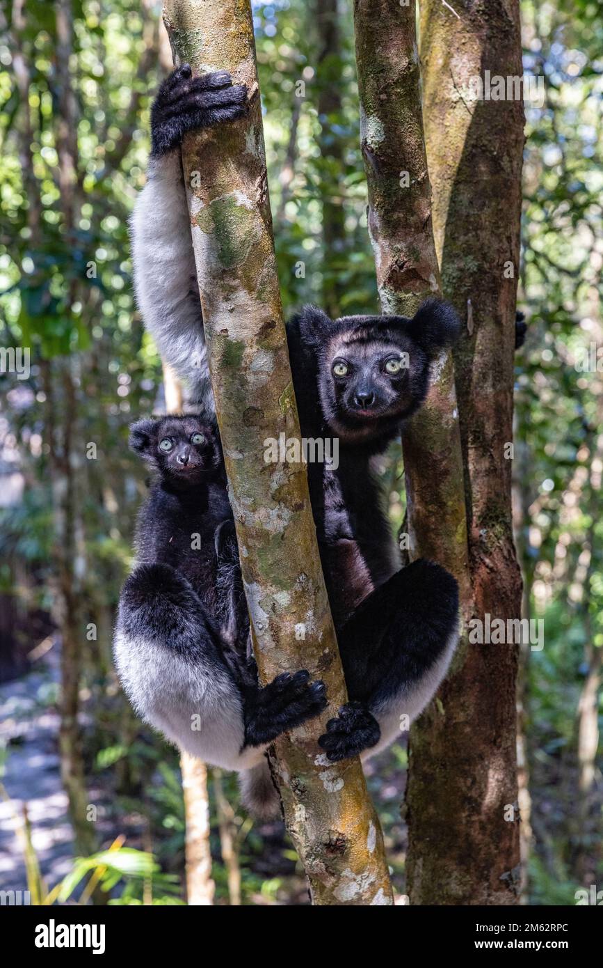 Indri lemur dans les arbres Banque de photographies et d’images à haute ...