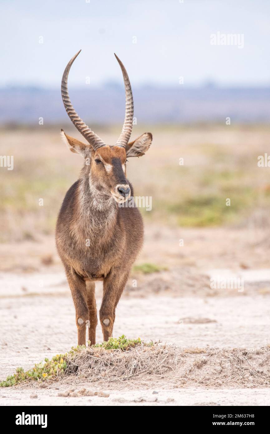 Antilope sauvage avec de longues cornes debout sur un terrain sec près ...