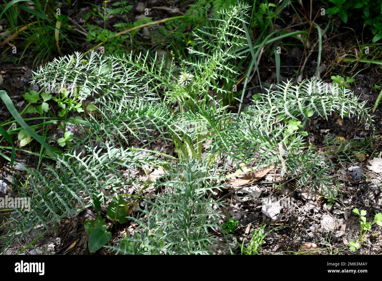 Cynara humilis Banque de photographies et d’images à haute résolution ...