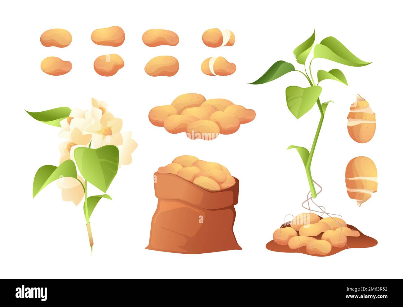 Plante de pomme de terre. Culture tubéreuse cultivée colorée avec ...