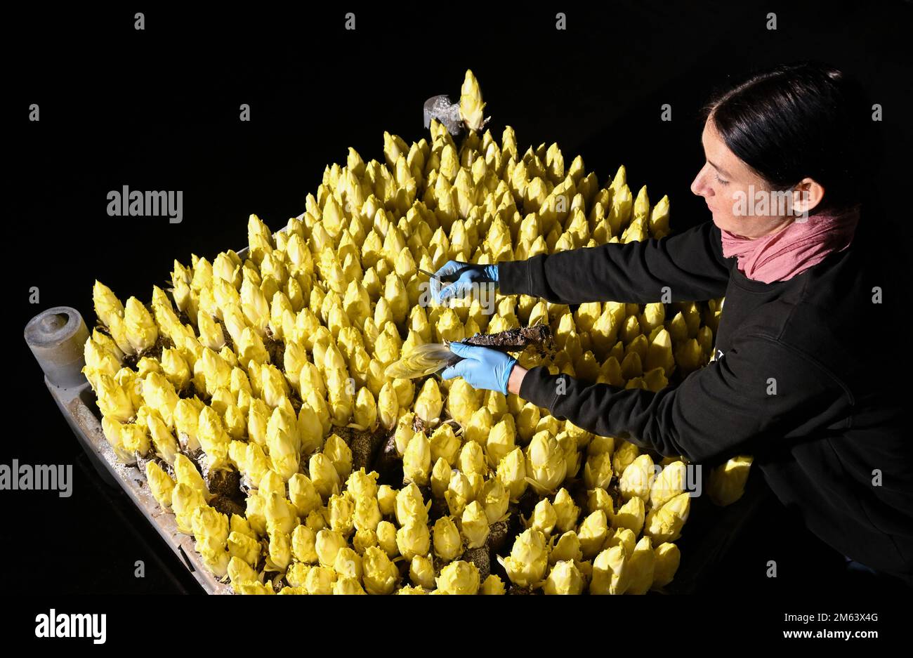 Monique vert Banque de photographies et d’images à haute résolution - Alamy