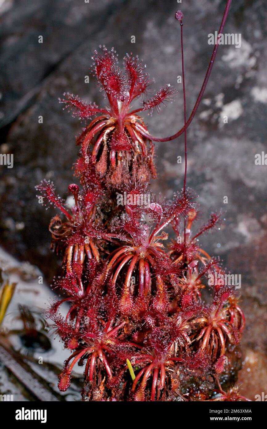 Plantes de Drosera roraimae, un sundew carnivore à la croissance d ...