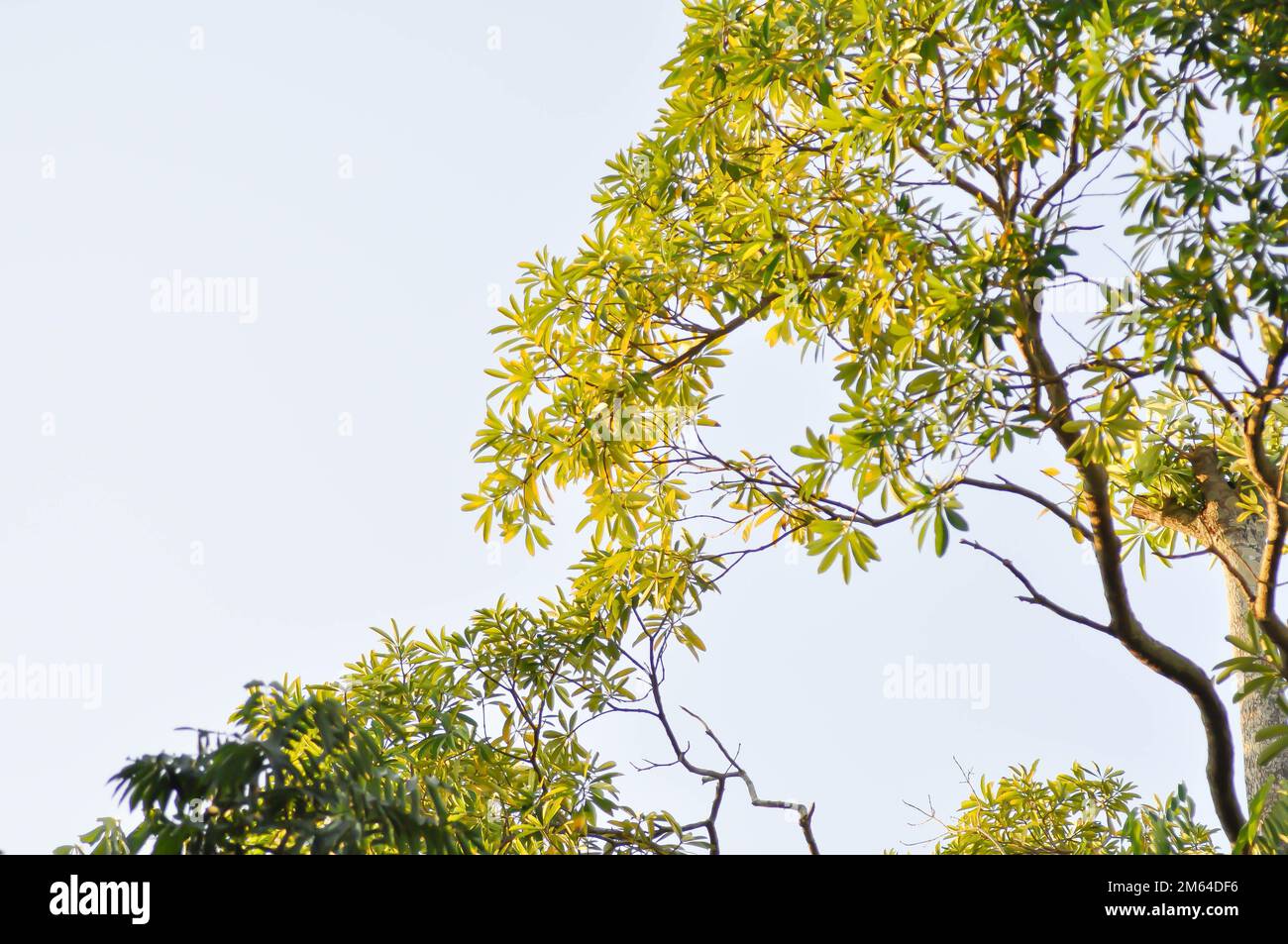 Arbre, Alstonia scholaris ou APOCYNACEAE ou Devi Tree ou White ...