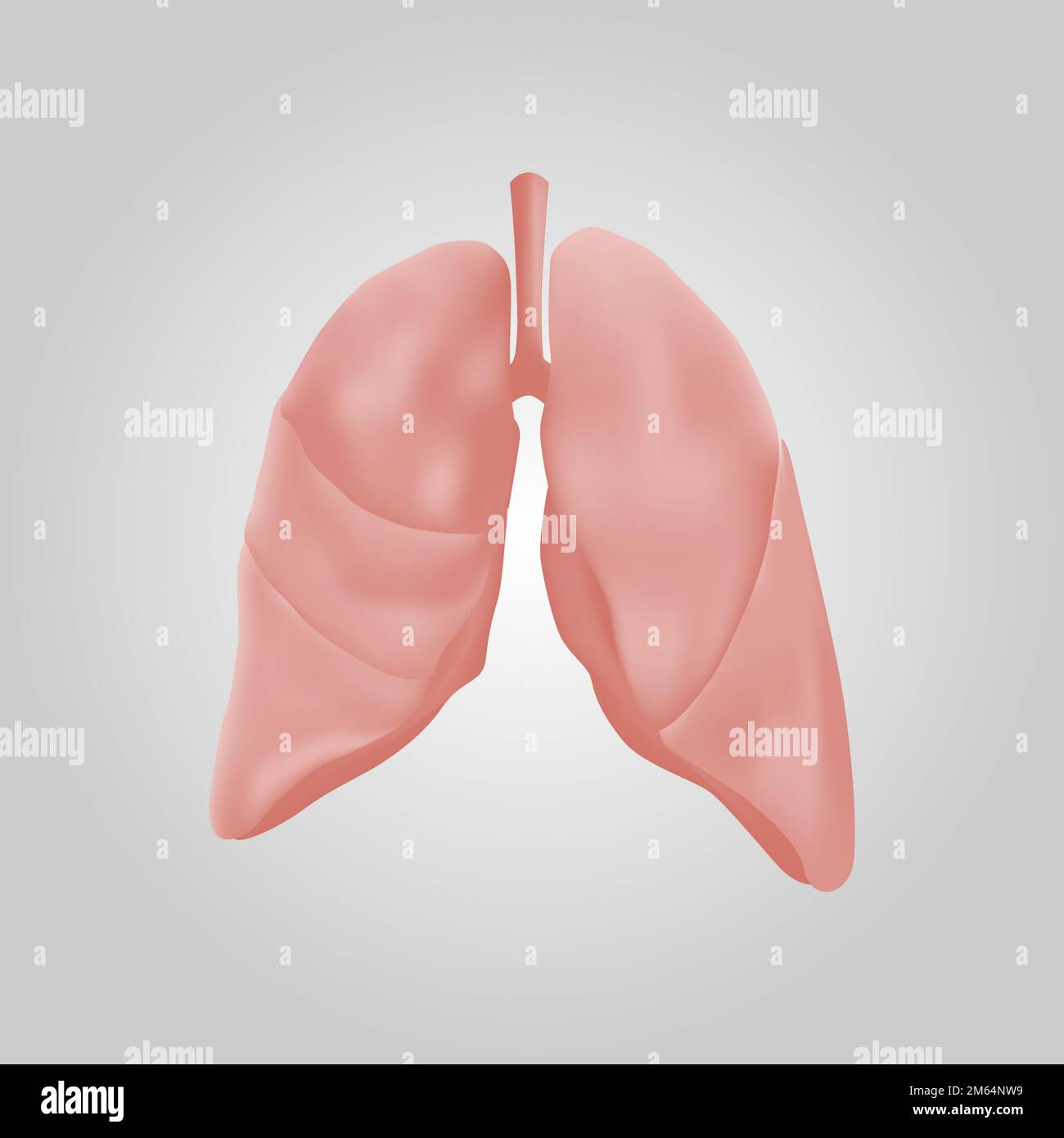 Poumon humain . Système respiratoire . Conception réaliste . Isolé ...