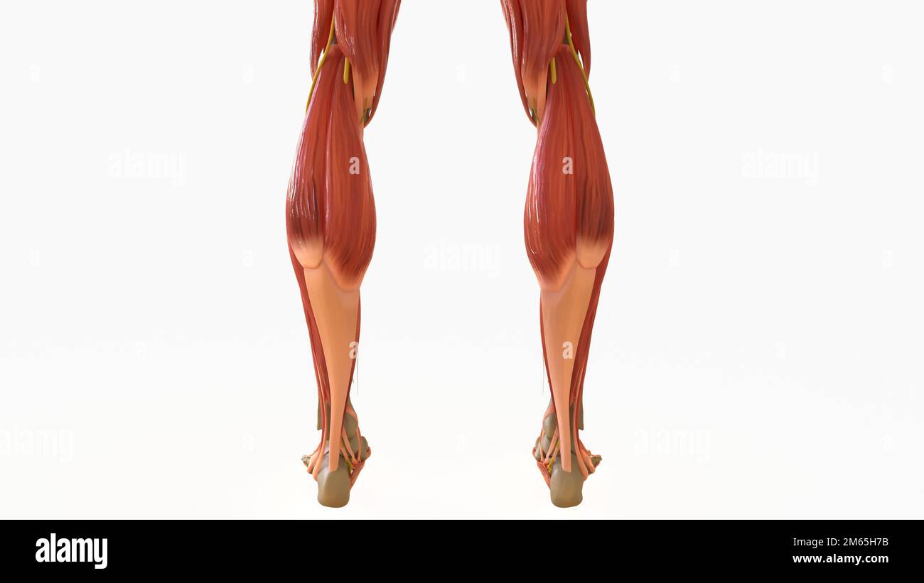 Anatomie du muscle humain pour le concept médical Illustration 3D Photo ...