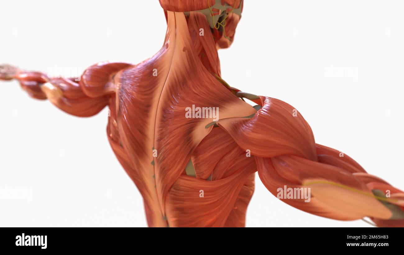 Anatomie du muscle humain pour le concept médical Illustration 3D Photo ...