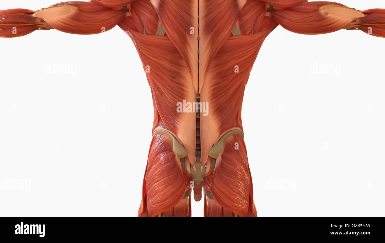 Anatomie du muscle humain pour le concept médical Illustration 3D Photo ...