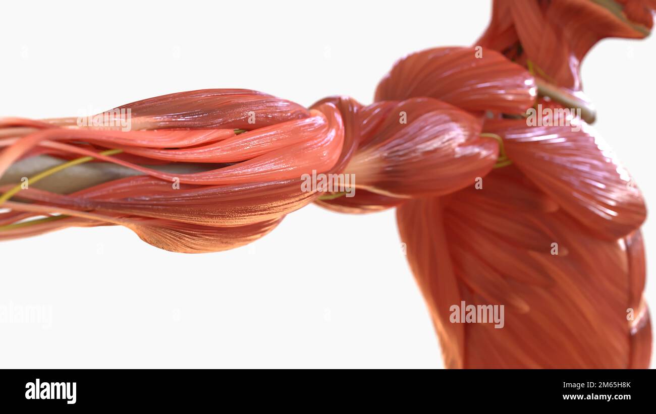 Anatomie du muscle humain pour le concept médical Illustration 3D Photo ...