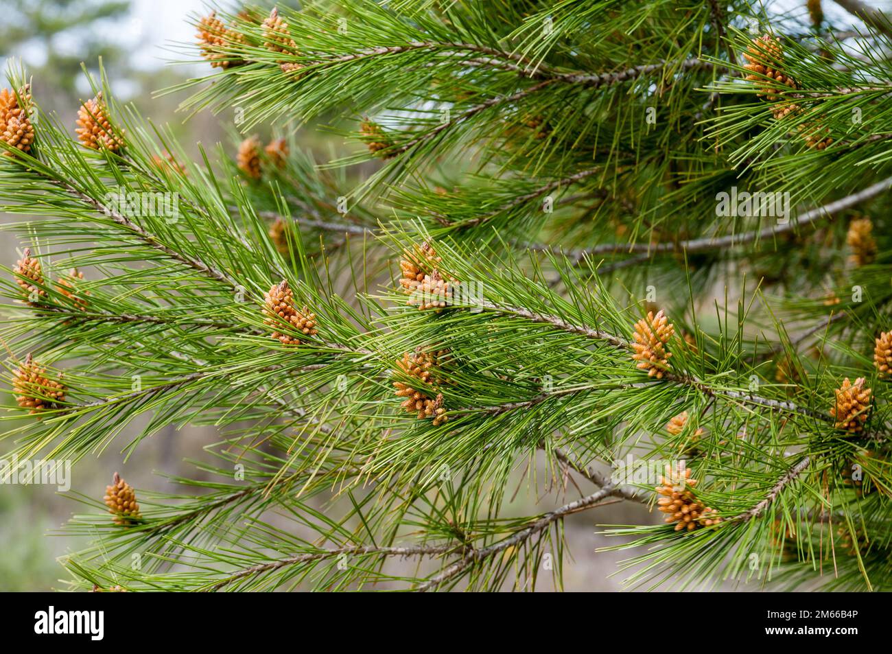 Fleur de pin Banque de photographies et d’images à haute résolution - Alamy