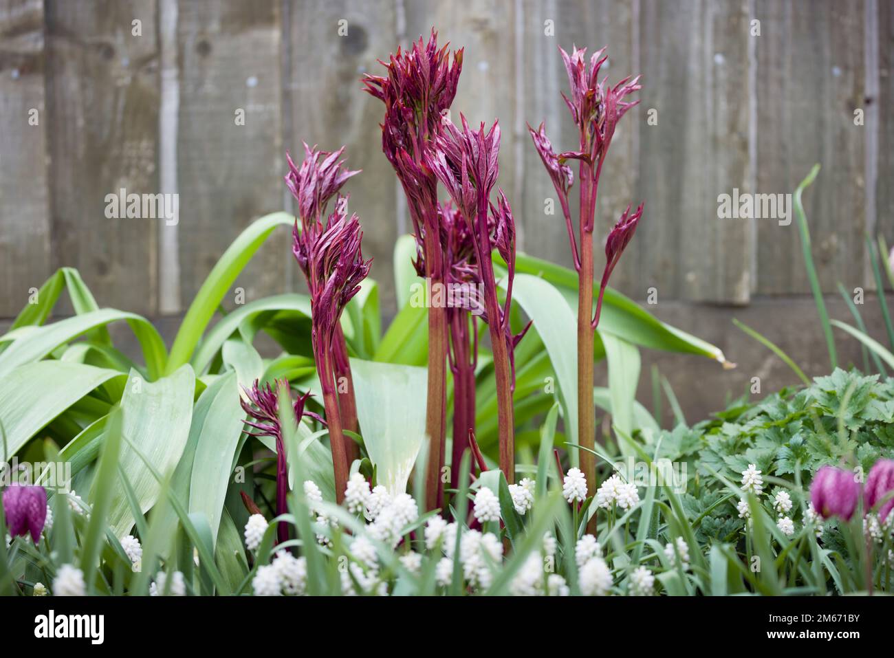 Pousse pousse rouge Banque de photographies et d’images à haute ...