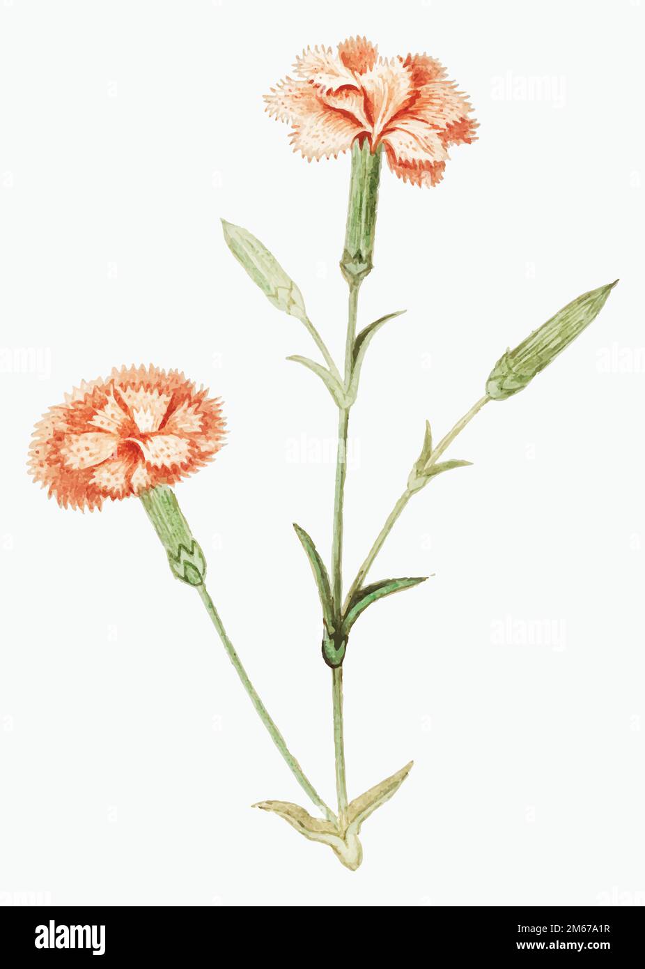 Carnation vector vectors Banque d'images détourées - Alamy