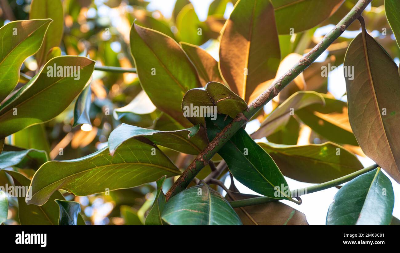 Vue à angle bas des feuilles de magnolia en hiver. Magnolia grandiflora ...
