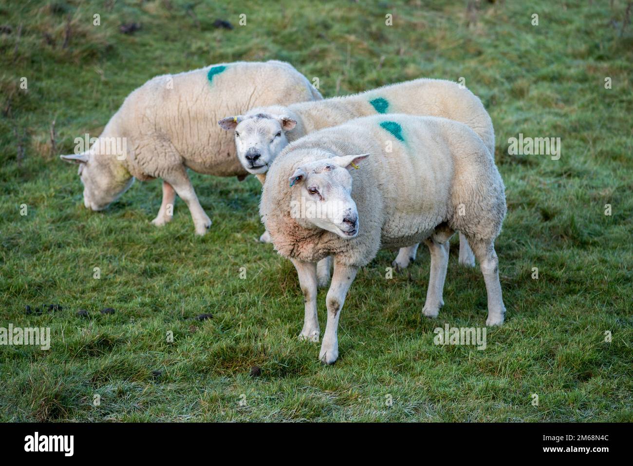 Début janvier, les moutons Texel (tups) sont gardés ensemble comme un ...