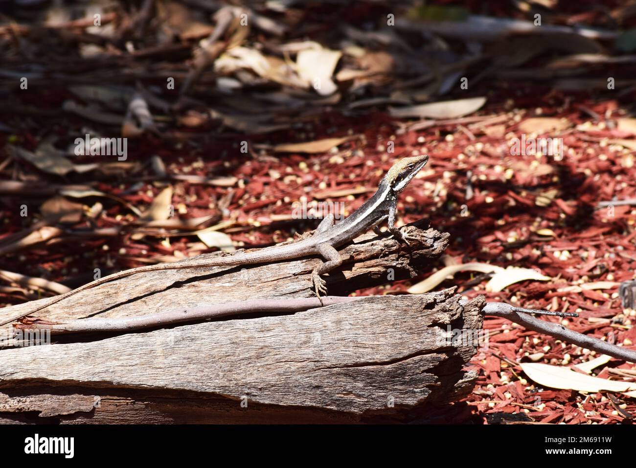 Lizard uluru ayers rock australia Banque de photographies et d’images à ...