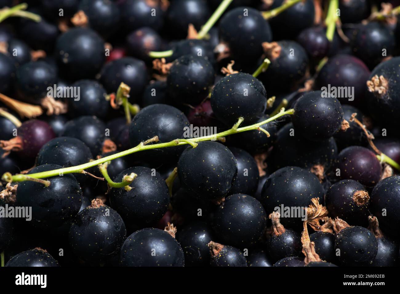 Tas de groseille noire. Riche récolte de baies de cassis. Arrière-plan ...