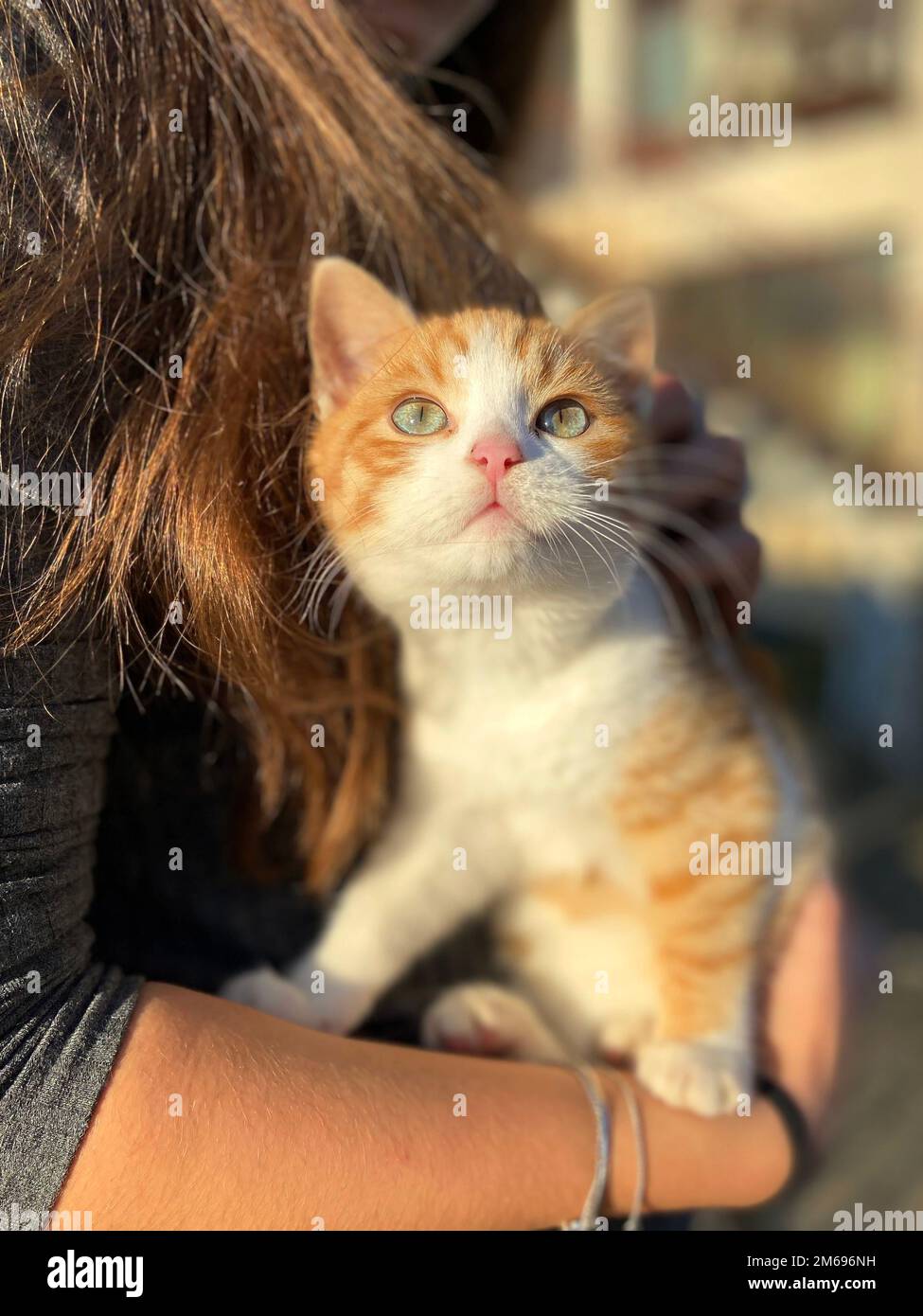 Chat avec une personne Banque de photographies et d’images à haute ...