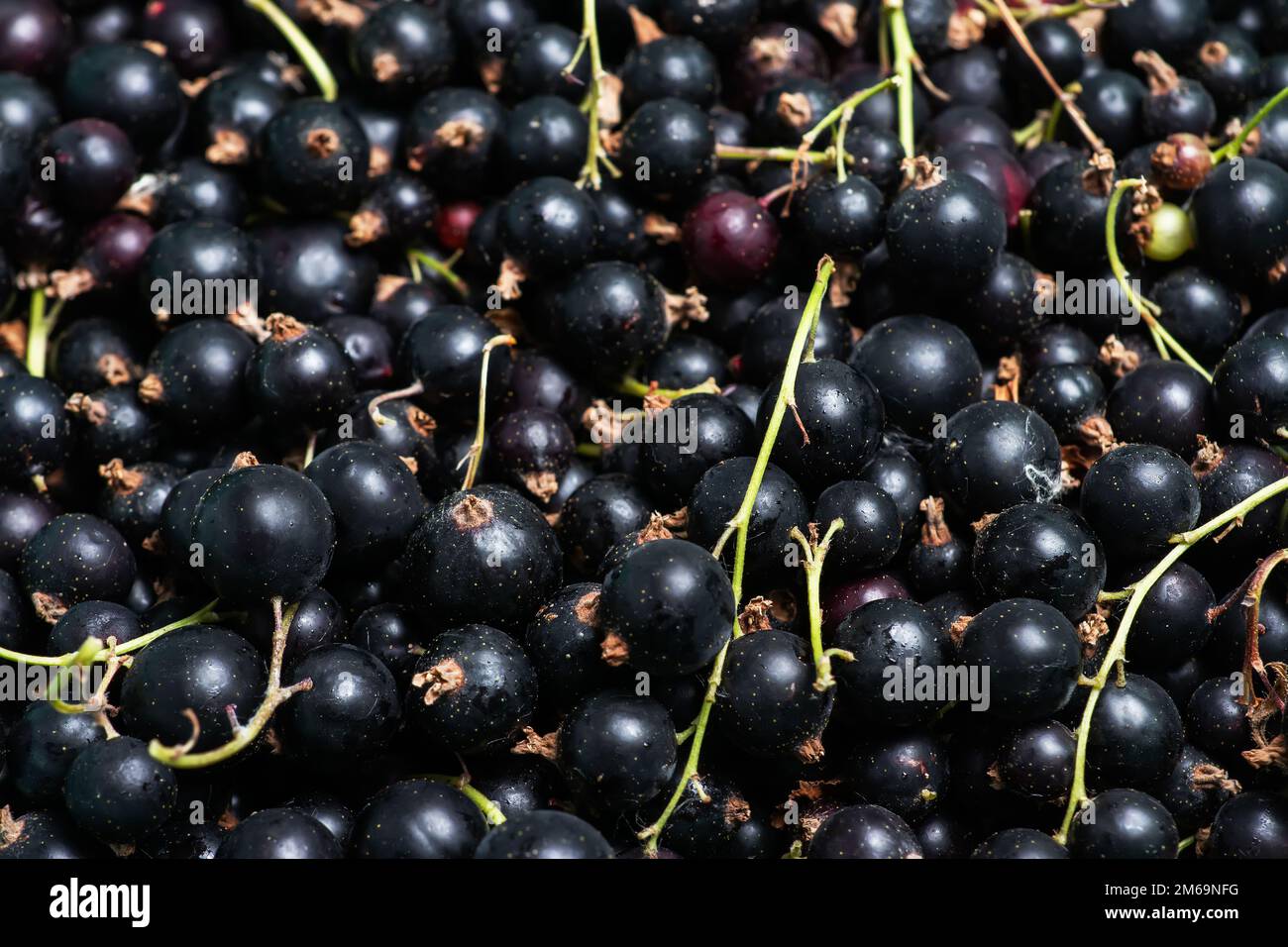 Tas de groseille noire. Riche récolte de baies de cassis. Arrière-plan ...
